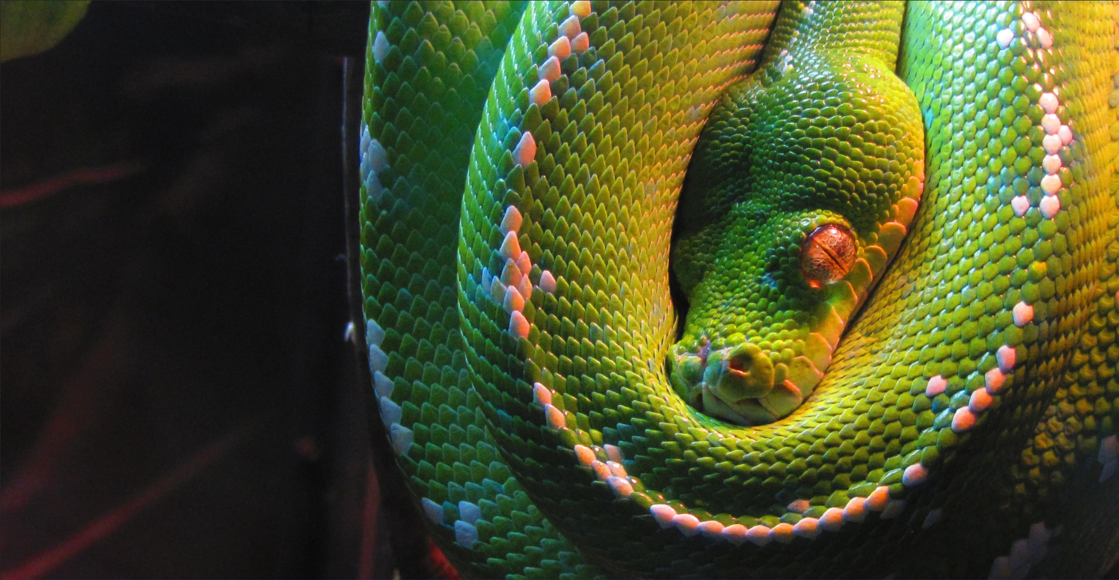 Utah’s Hogle Zoo - Creating Champions for Wildlife