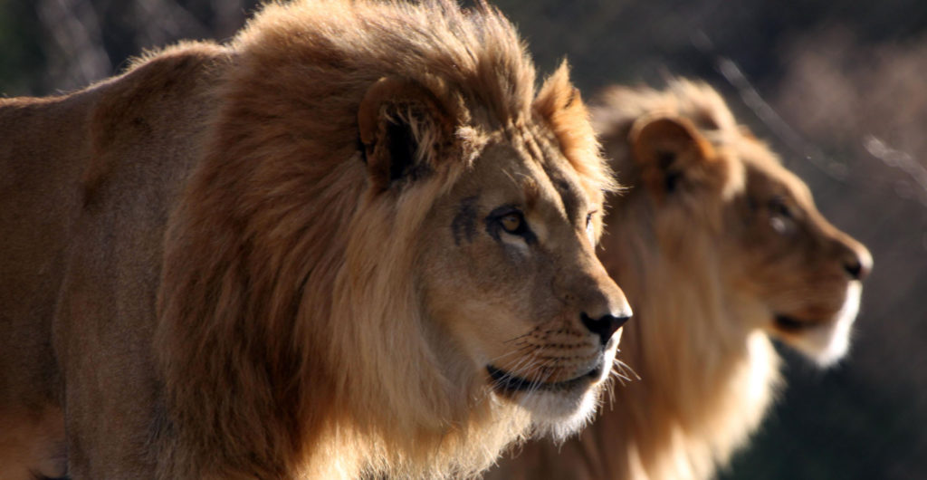 African Savanna - Utah's Hogle Zoo