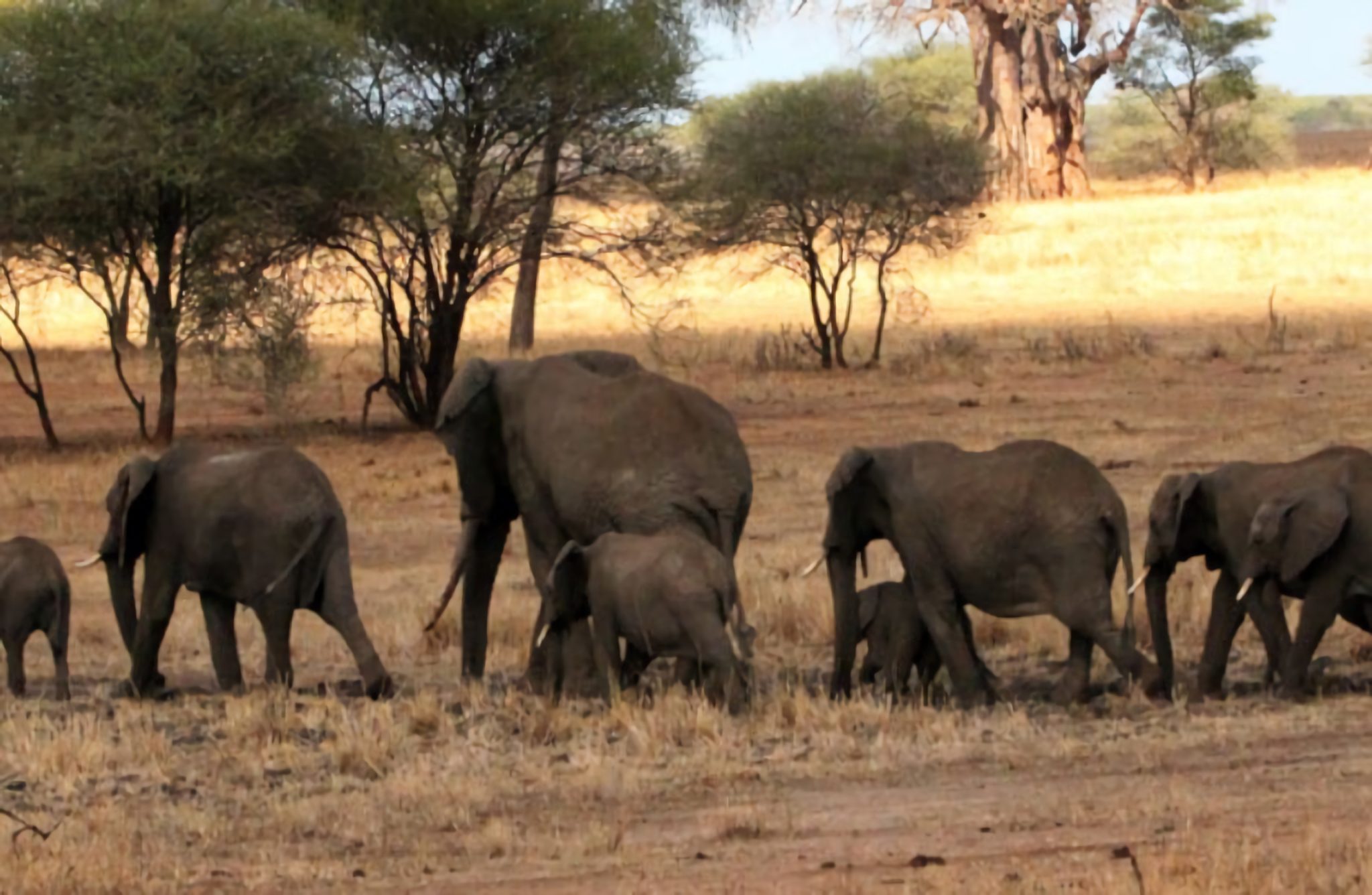 Elephant Updates - Utah's Hogle Zoo