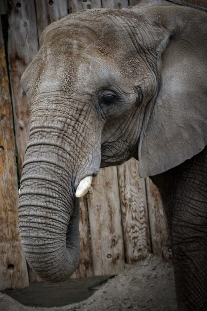 Elephant Updates - Utah's Hogle Zoo