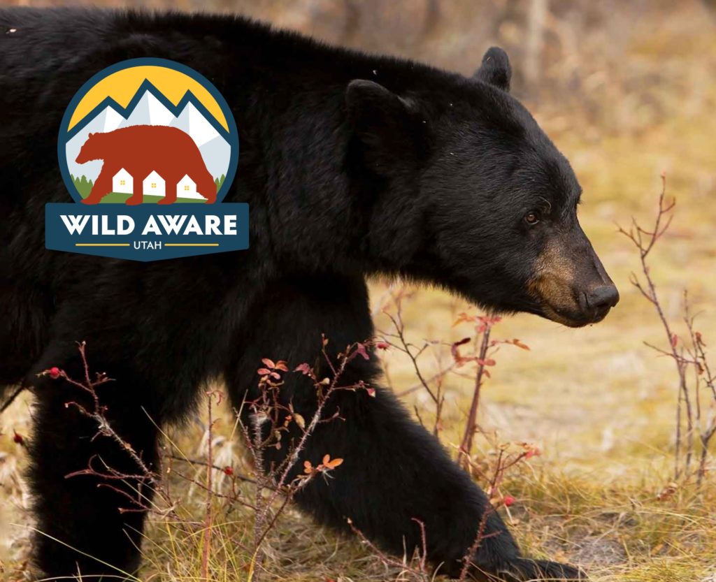 Animal Wildlife Conservation Programs in Salt Lake & Utah County - Utah ...