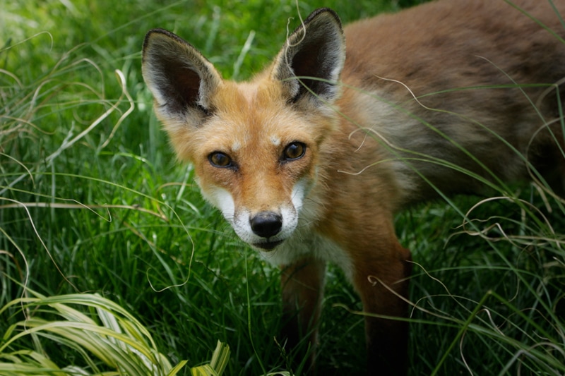 Become a Member - Utah's Hogle Zoo