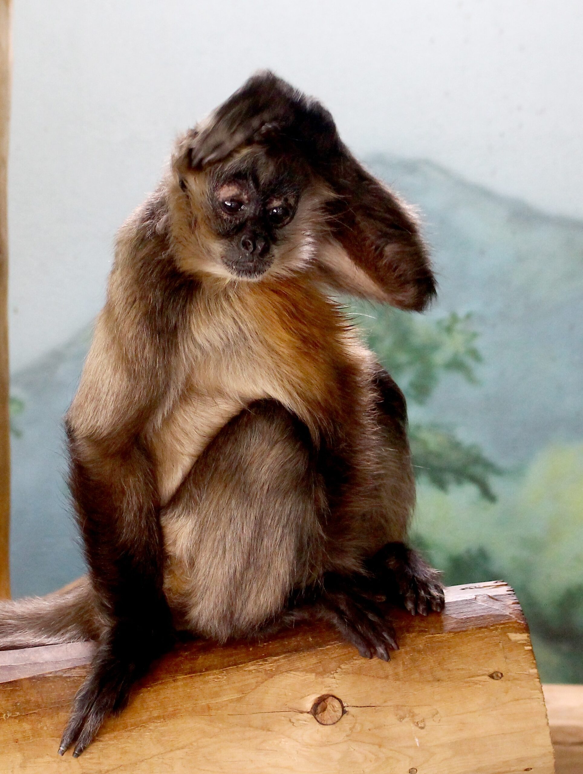 Primate Forest: Gorillas, Orangutans, Monkeys & Rainforest Habitat ...