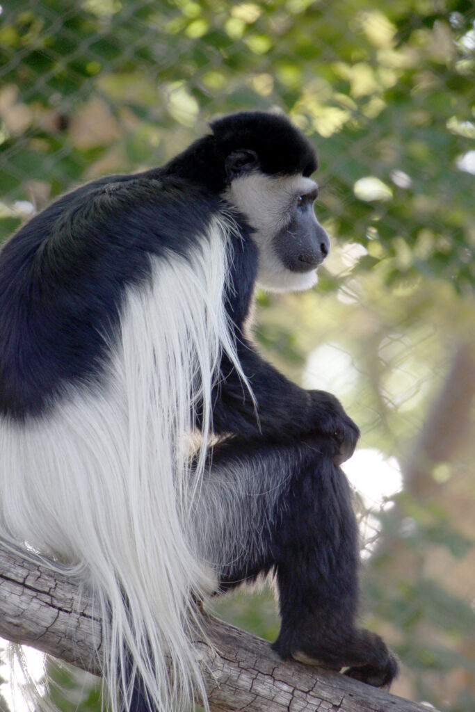 Primate Forest: Gorillas, Orangutans, Monkeys & Rainforest Habitat ...