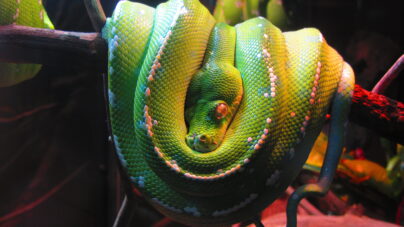 Small Animal Building - Utah's Hogle Zoo