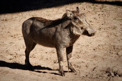 African Savanna - Utah's Hogle Zoo