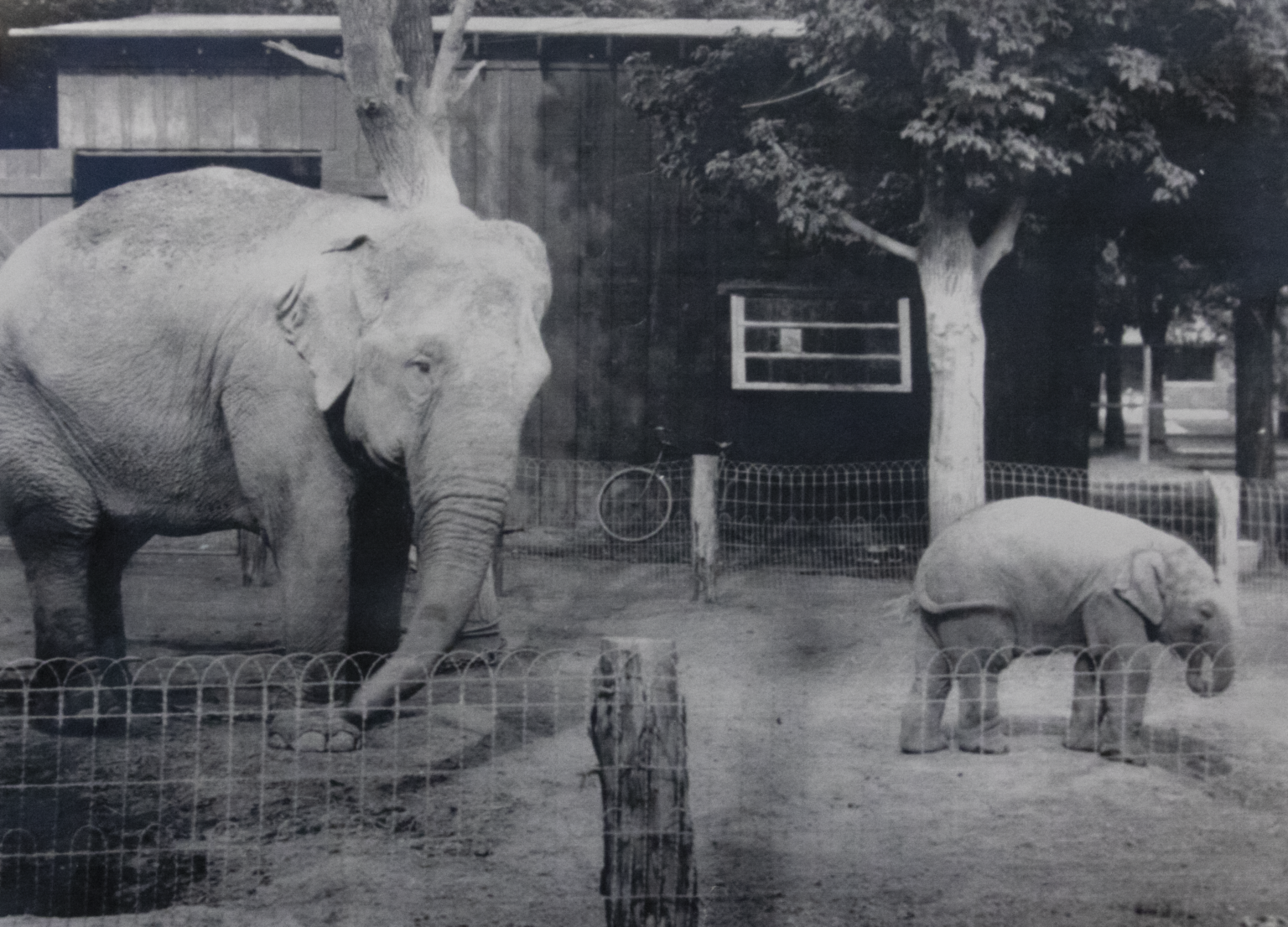 Zoo History - Utah's Hogle Zoo