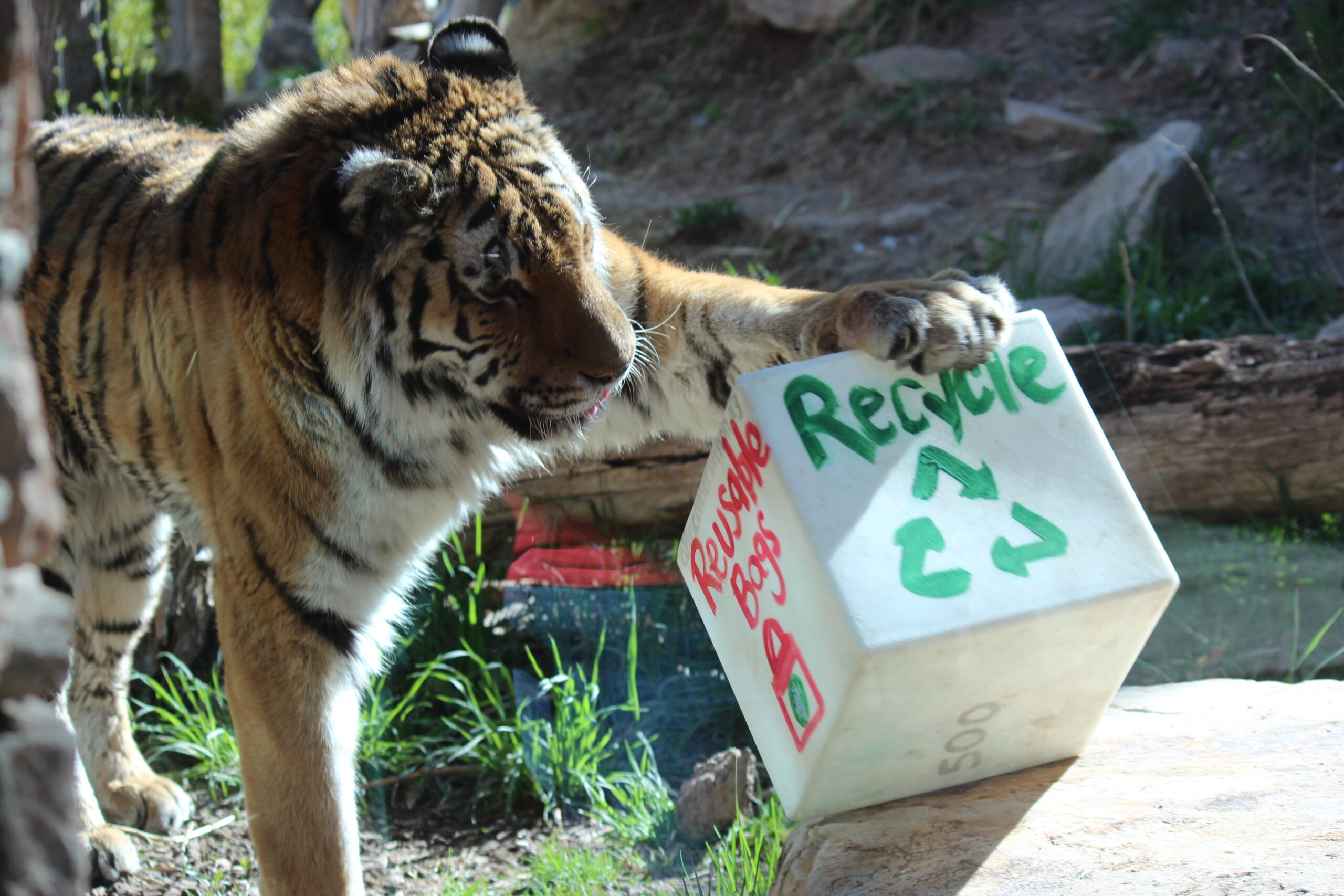 Enrichment and Training - Utah's Hogle Zoo