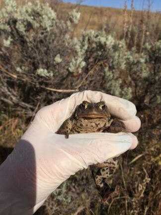 Protecting the Western Toad - Utah's Hogle Zoo