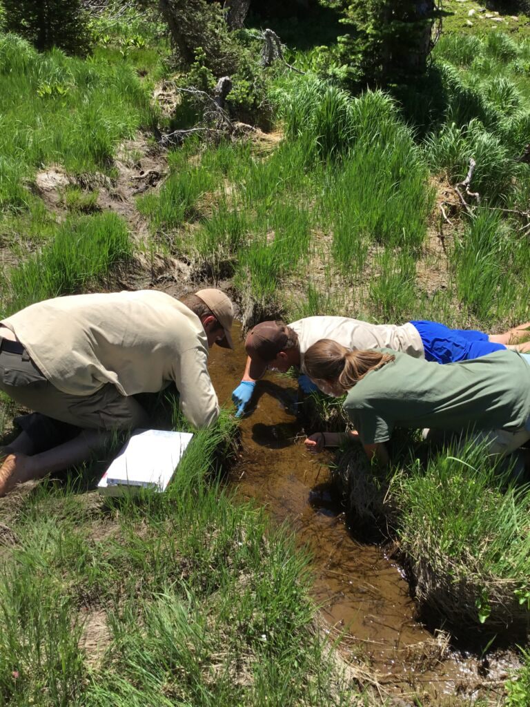 Protecting the Western Toad - Utah's Hogle Zoo