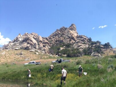 Protecting the Western Toad - Utah's Hogle Zoo