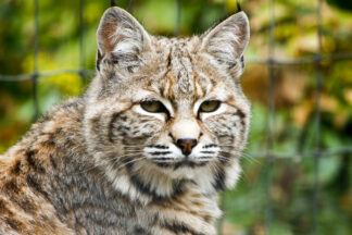 Wild Utah: Native Wildlife, Conservation & Outdoor Adventures | Hogle ...