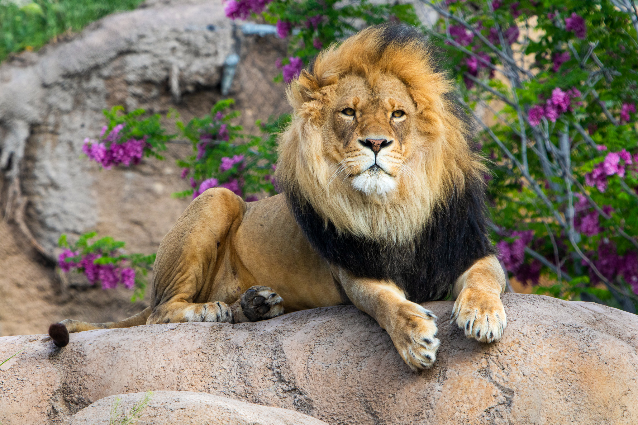 Wildlife, Family Fun & Animal Encounters in Salt Lake City | Hogle Zoo