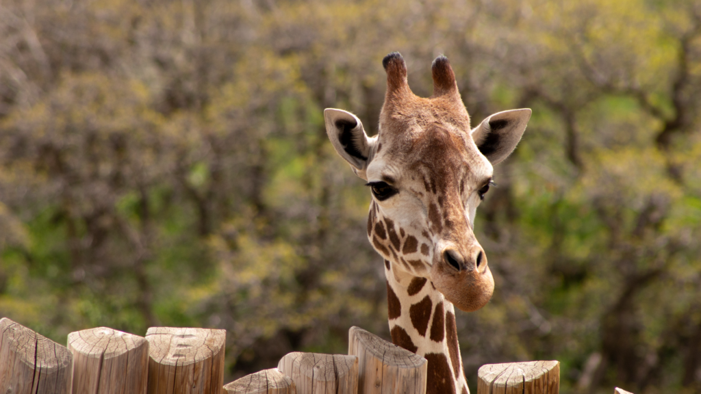 Hoofstock Barn - Utah's Hogle Zoo