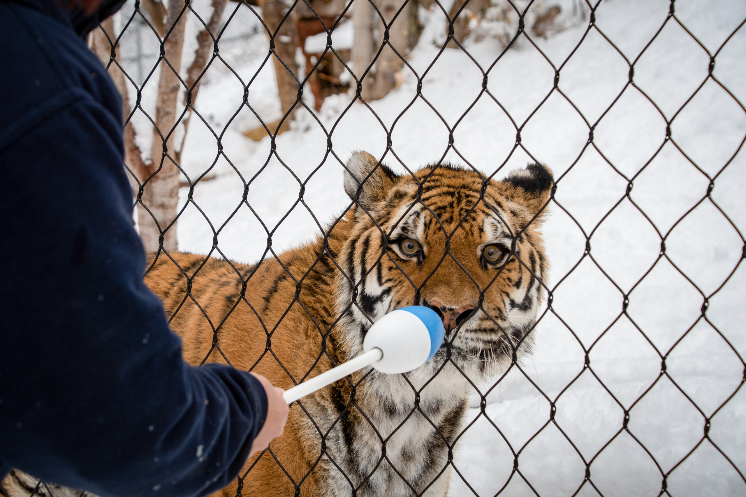 Wellbeing - Utah's Hogle Zoo