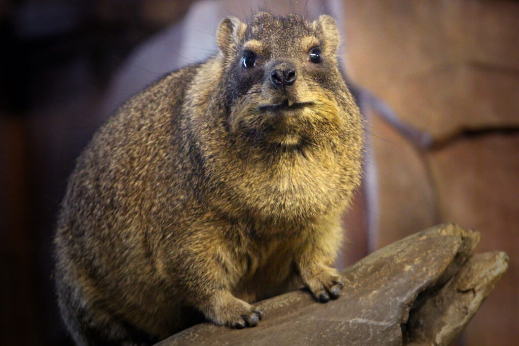Small Animal Building at Hogle Zoo in Salt Lake City, UT