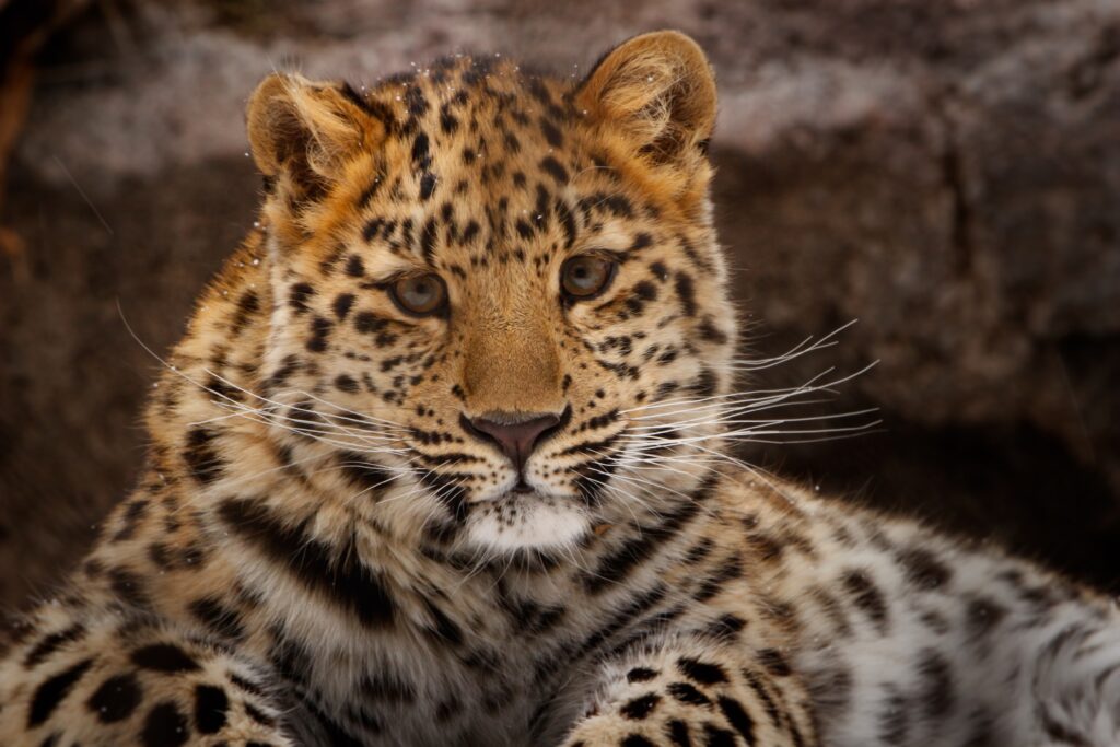Animal Wildlife Conservation Programs in Salt Lake & Utah County - Utah ...