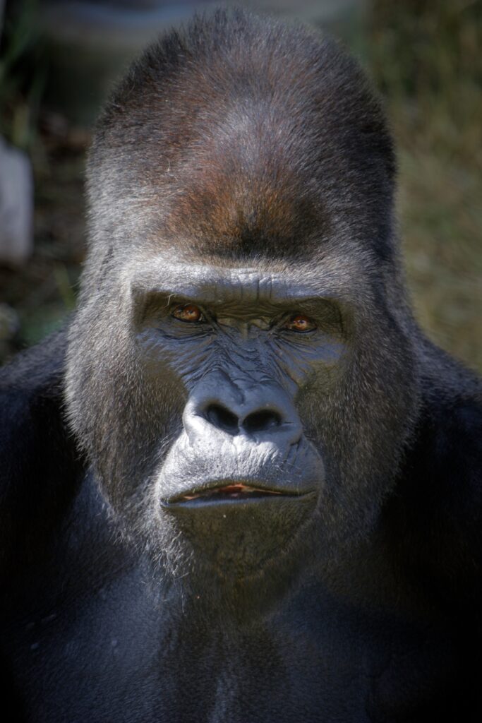About Us - Utah's Hogle Zoo