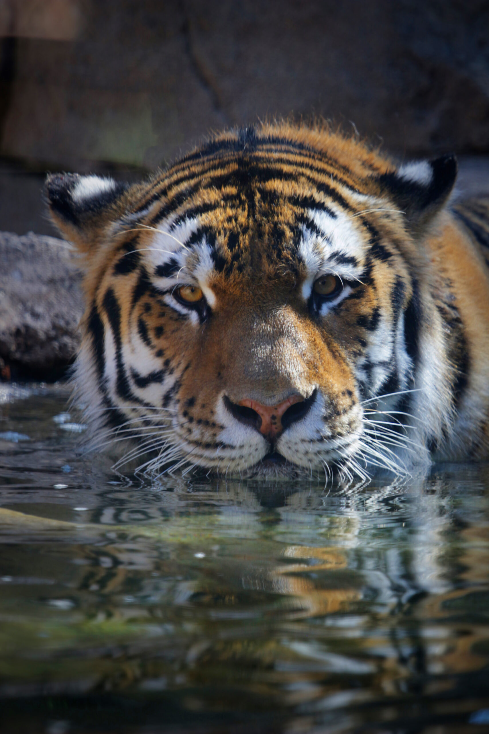 About Us - Utah's Hogle Zoo