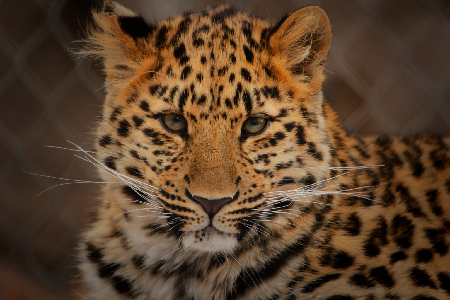 More to Do, More to Zoo This Fall - Utah's Hogle Zoo