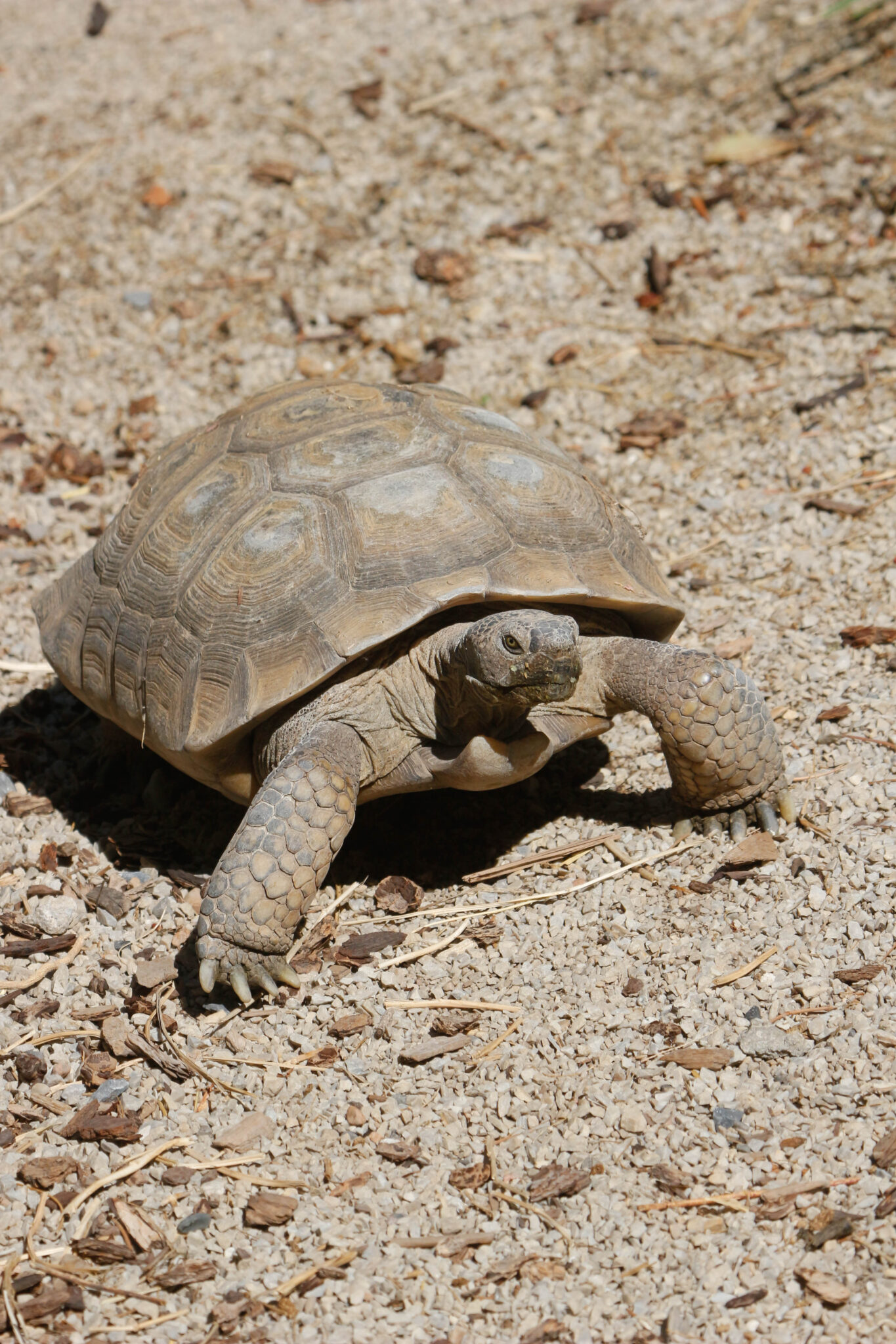 Wild Utah: Native Wildlife, Conservation & Outdoor Adventures | Hogle ...