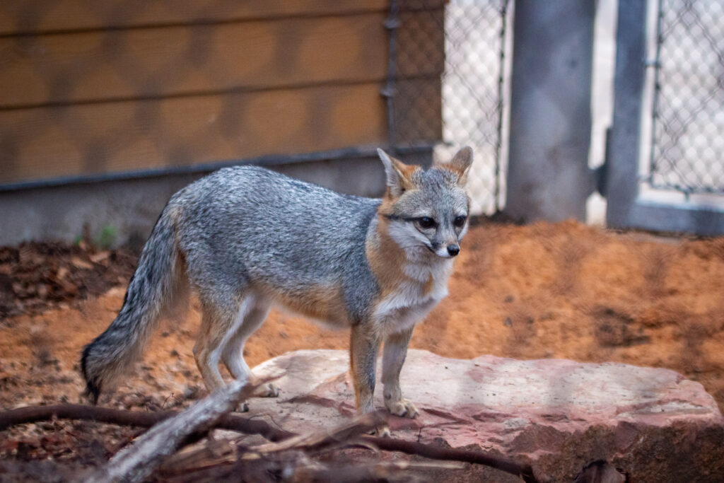 Wild Utah: Native Wildlife, Conservation & Outdoor Adventures | Hogle ...