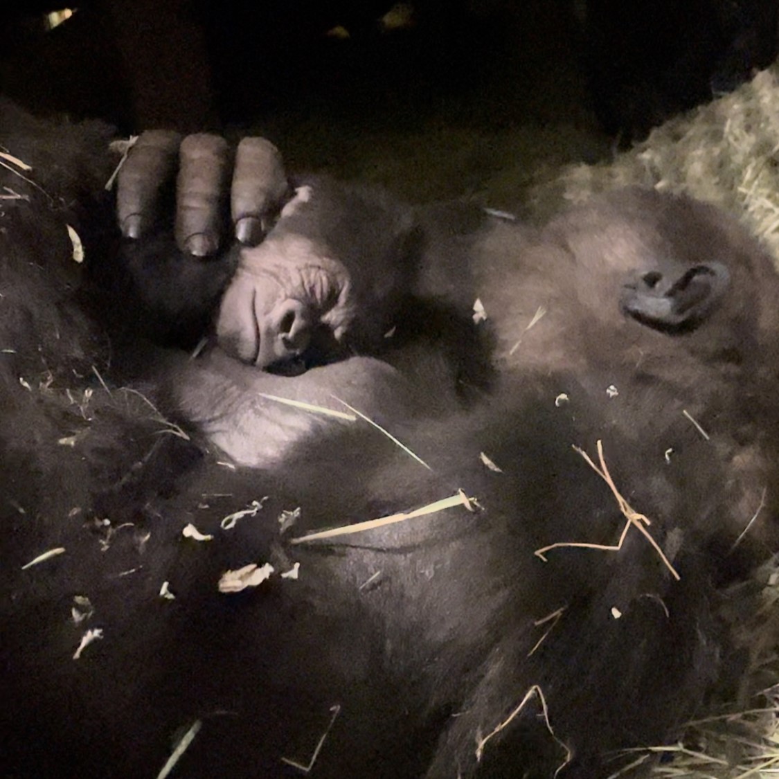 Great Apes - Utah's Hogle Zoo