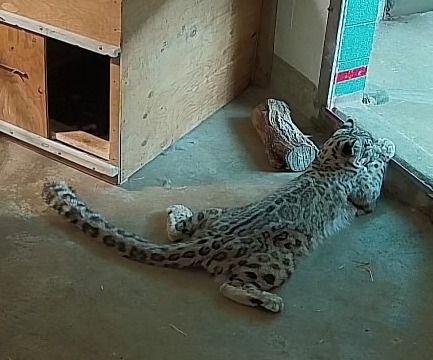 Snow Leopard Birth - Utah's Hogle Zoo | Stories & News