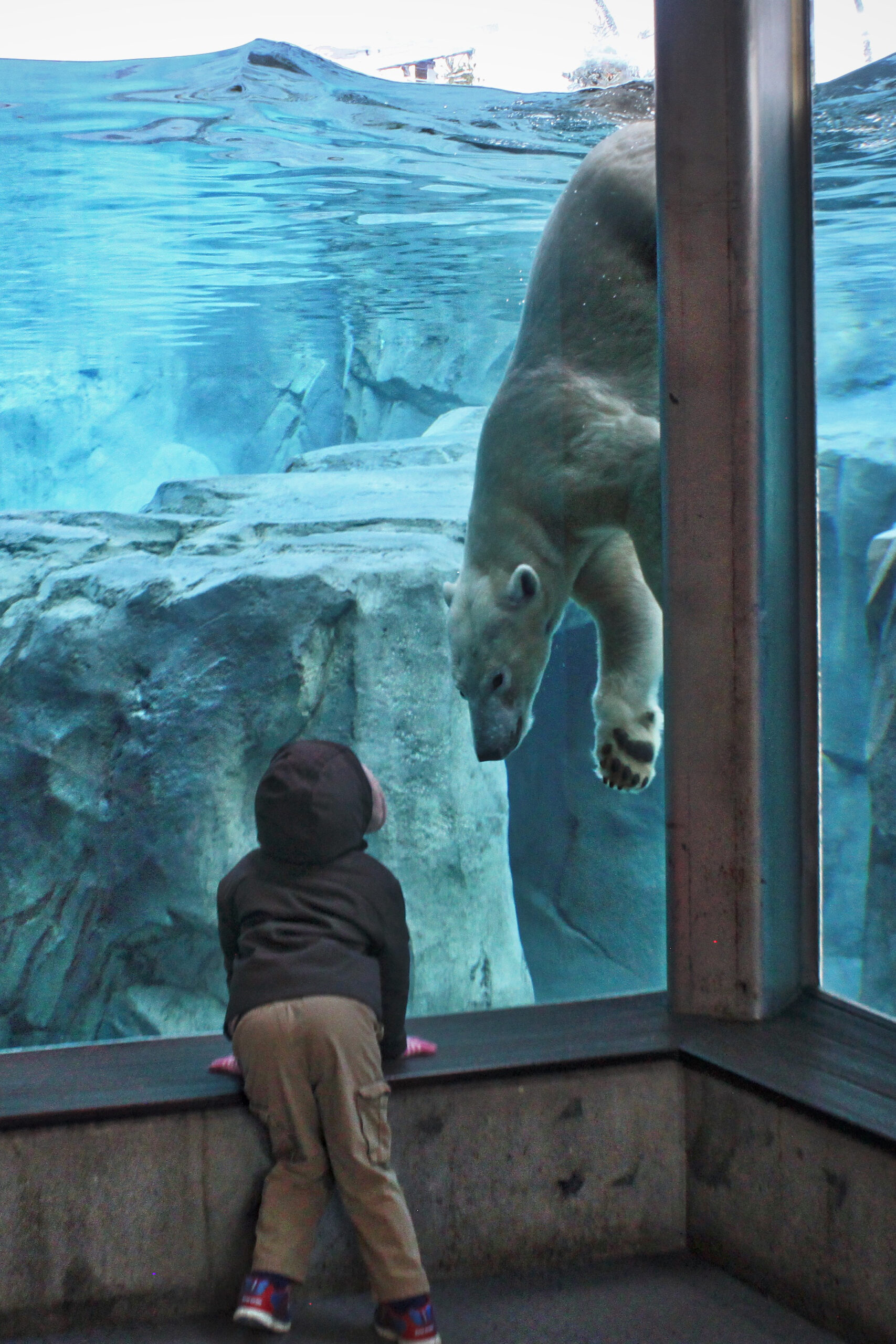Plan Your Visit | Hours, Tickets, Directions & More | Hogle Zoo