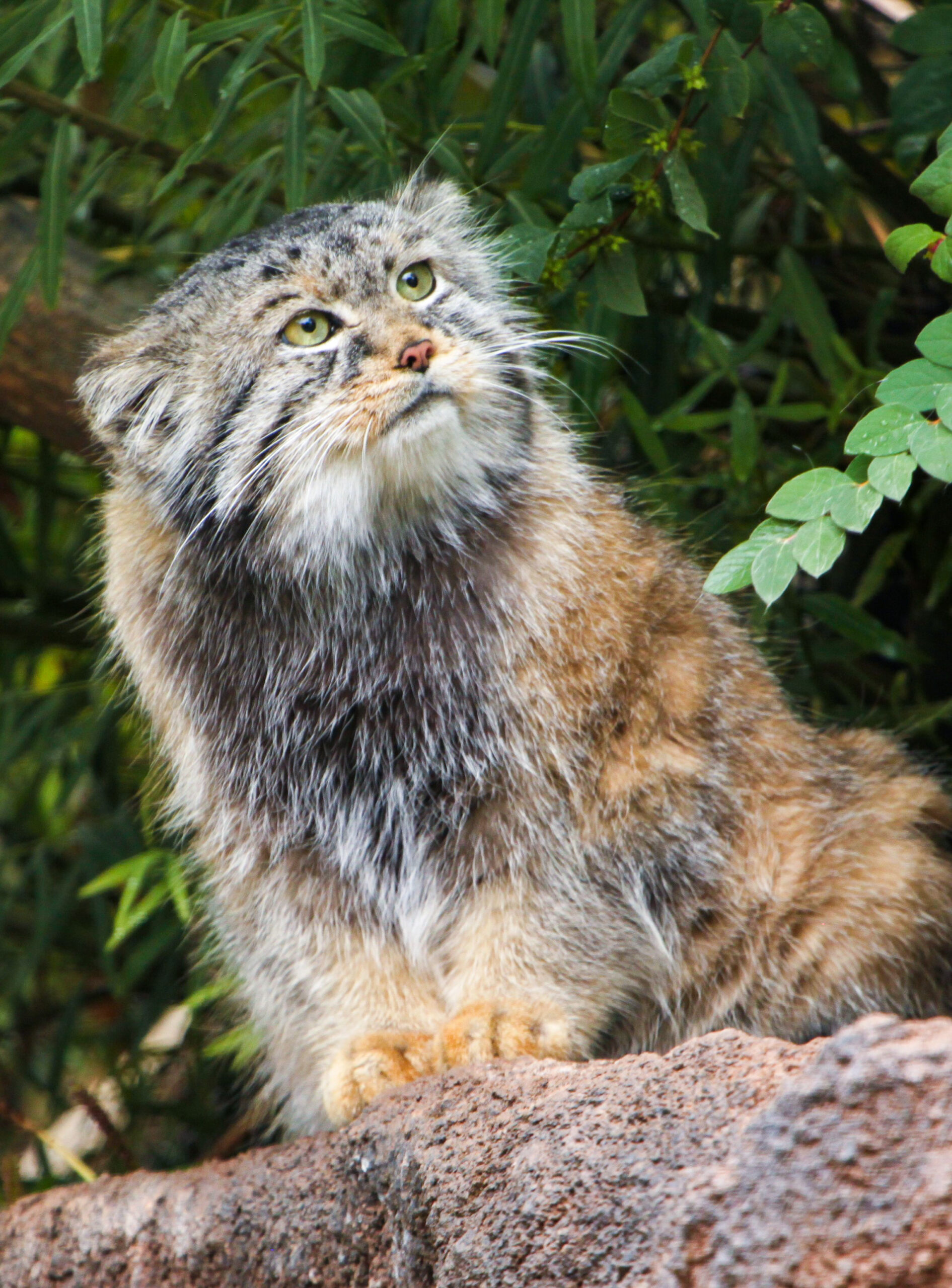 Pallas' Cat Petenka - Utah's Hogle Zoo | Stories & News