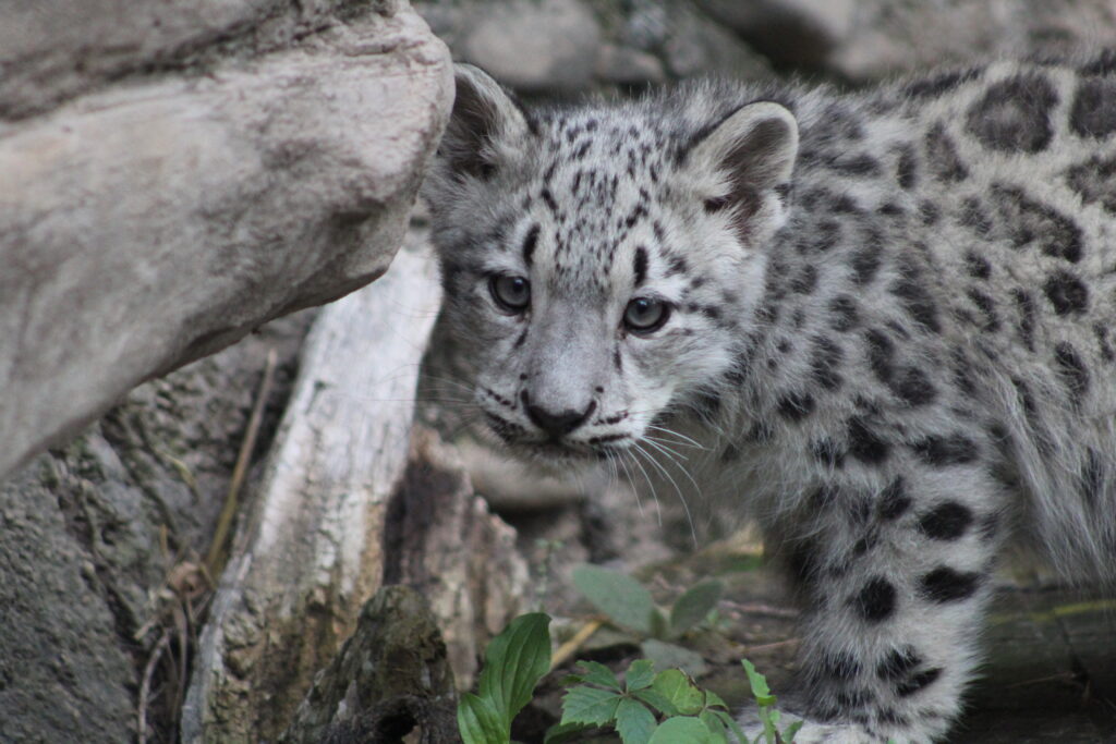 Visit the Snow Leopard Cubs - Utah's Hogle Zoo | Stories & News