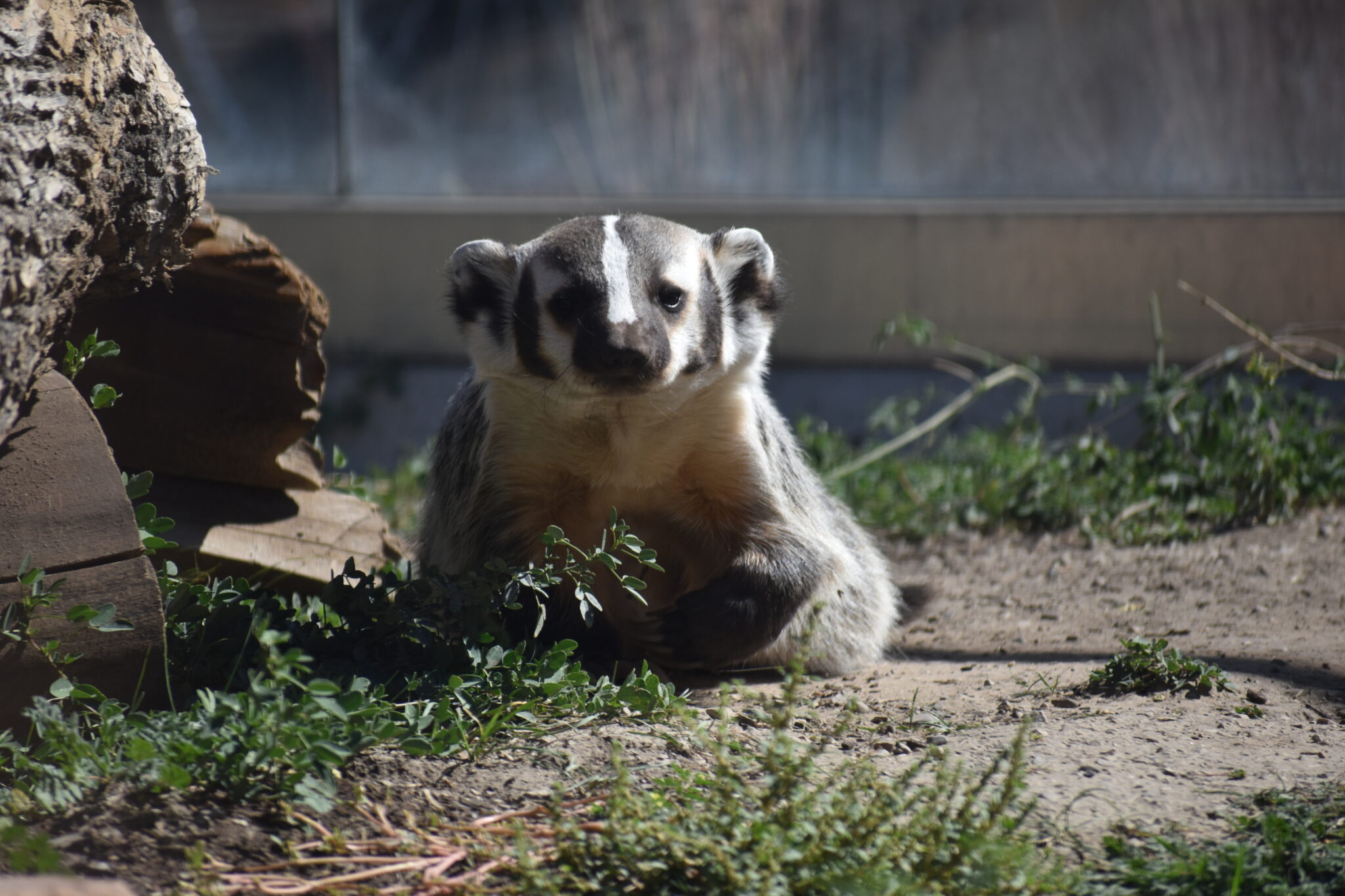 Wild Utah: Native Wildlife, Conservation & Outdoor Adventures | Hogle ...
