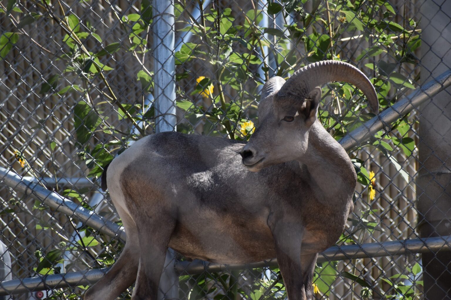 Wild Utah: Native Wildlife, Conservation & Outdoor Adventures | Hogle ...