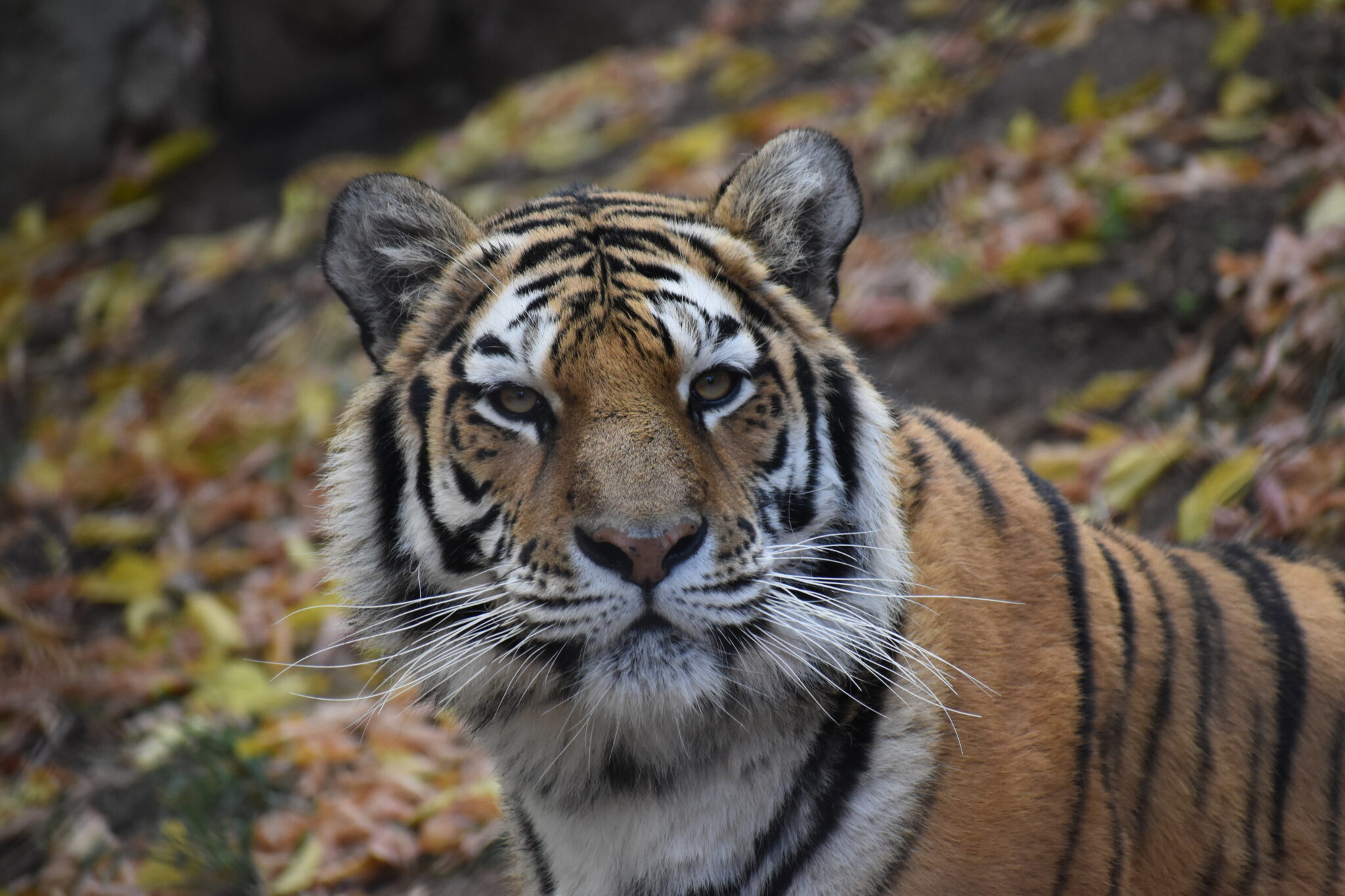 Tiger Breeding - Utah's Hogle Zoo | Stories & News