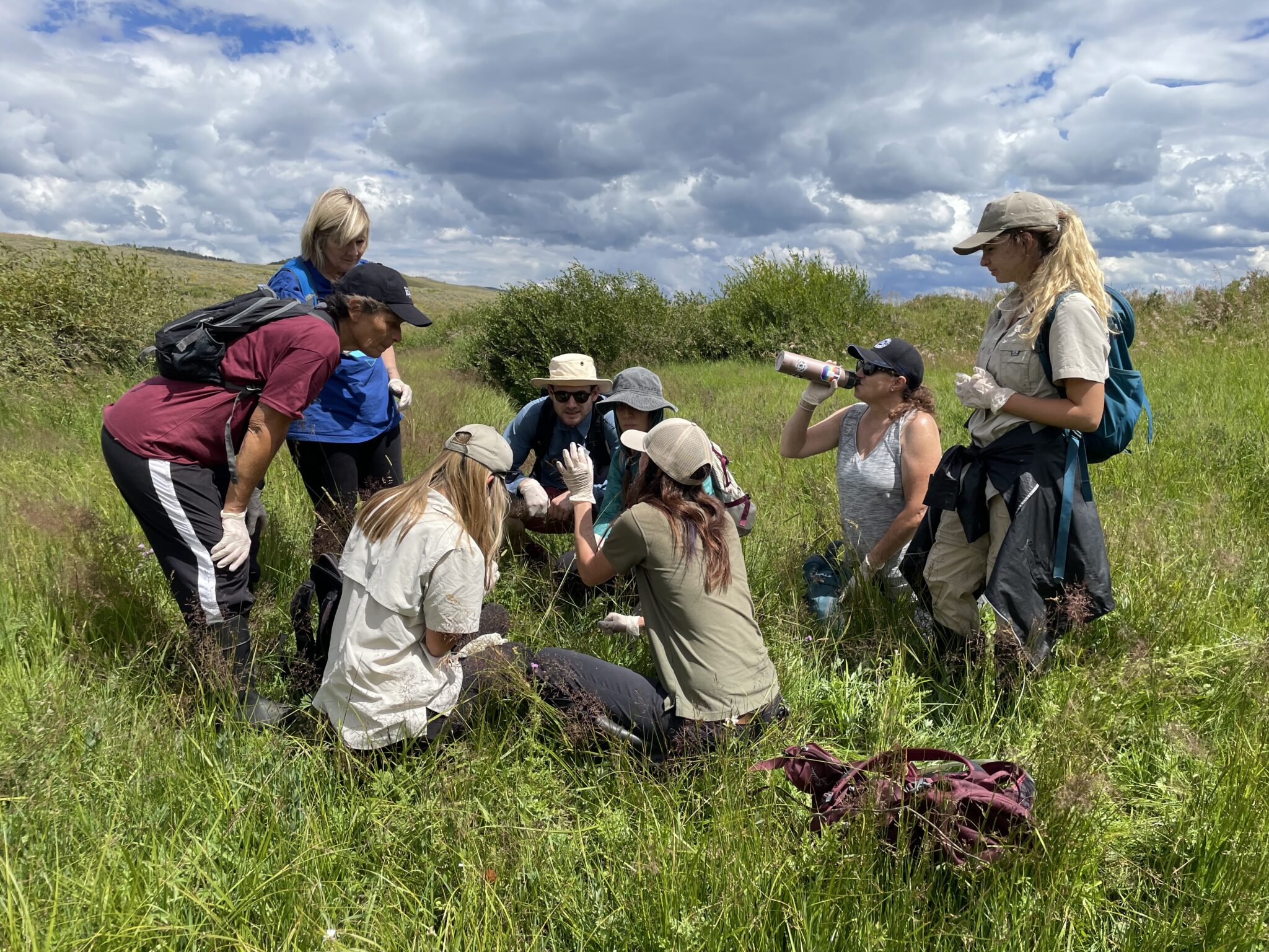 Western Toad Conservation Program - Utah's Hogle Zoo