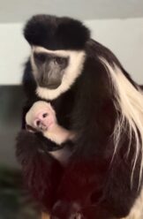 Colobus Monkey Birth - Utah's Hogle Zoo | Stories & News
