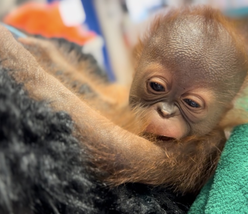 Orangutan newborn - Utah's Hogle Zoo | Stories & News
