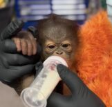 Orangutan newborn - Utah's Hogle Zoo | Stories & News