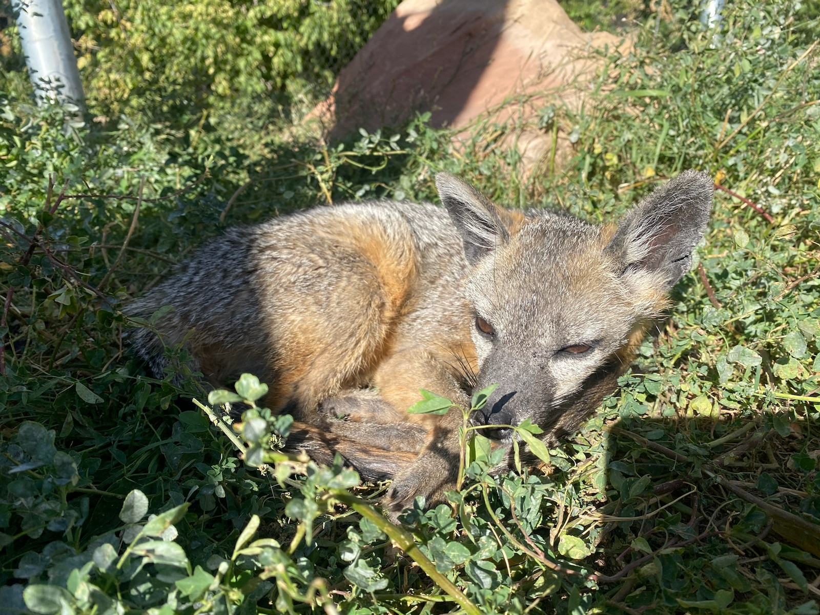 Remembering Juniper - Utah's Hogle Zoo | Stories & News