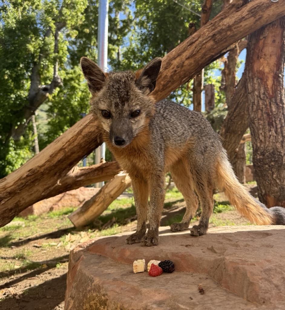 Remembering Juniper - Utah's Hogle Zoo | Stories & News