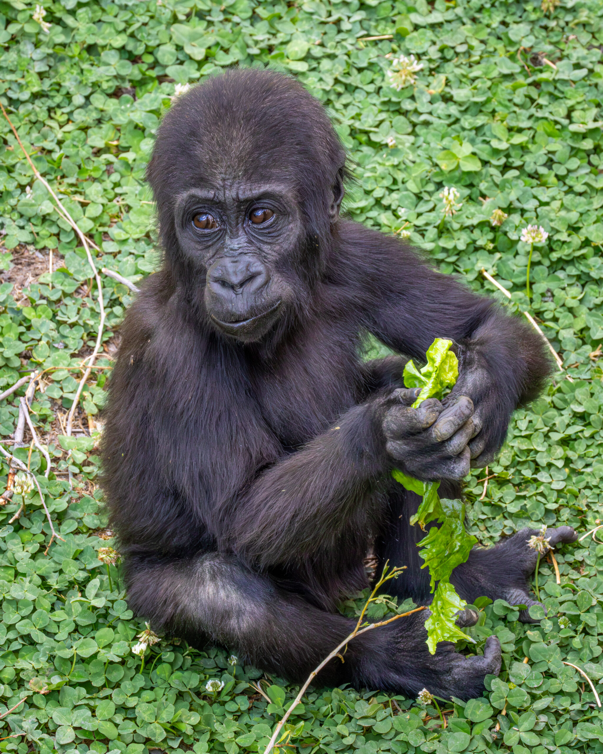 Little Zoo: Tidy Tails - Utah's Hogle Zoo